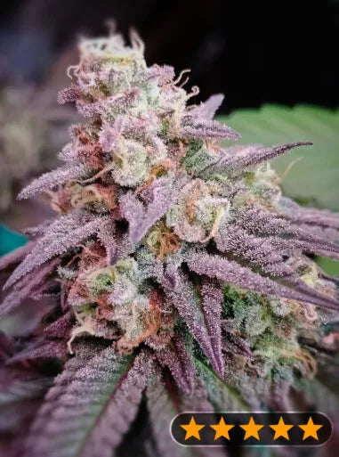 Power Strains - 5 Star Pink Runtz Auto - Cannabis Seeds – UK Skunkworks