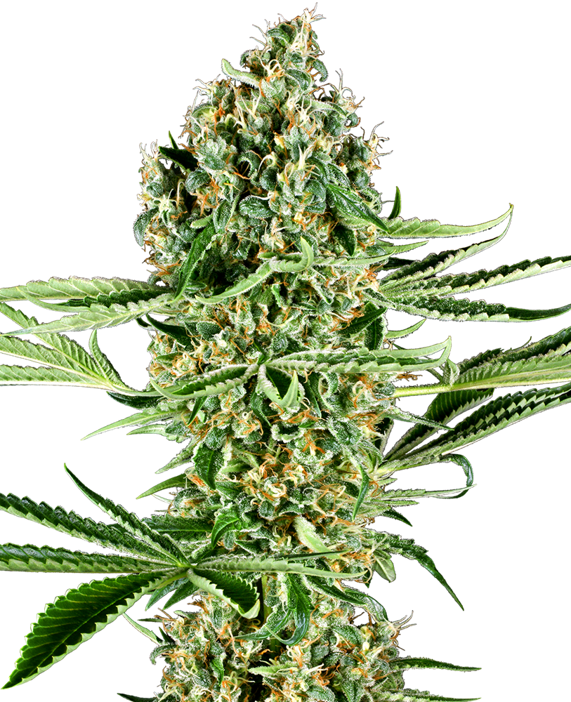 Sensi Seeds - Critical Runtz - Cannabis Seeds – UK Skunkworks