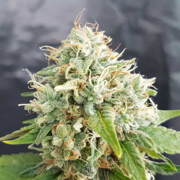 Freedom Of Seeds - Easy Cheese Auto - Cannabis Seeds – UK Skunkworks
