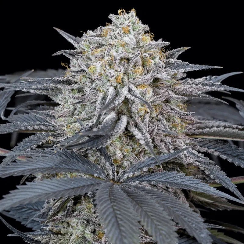Silent Seeds - Watermelon Runtz - Cannabis Seeds – UK Skunkworks