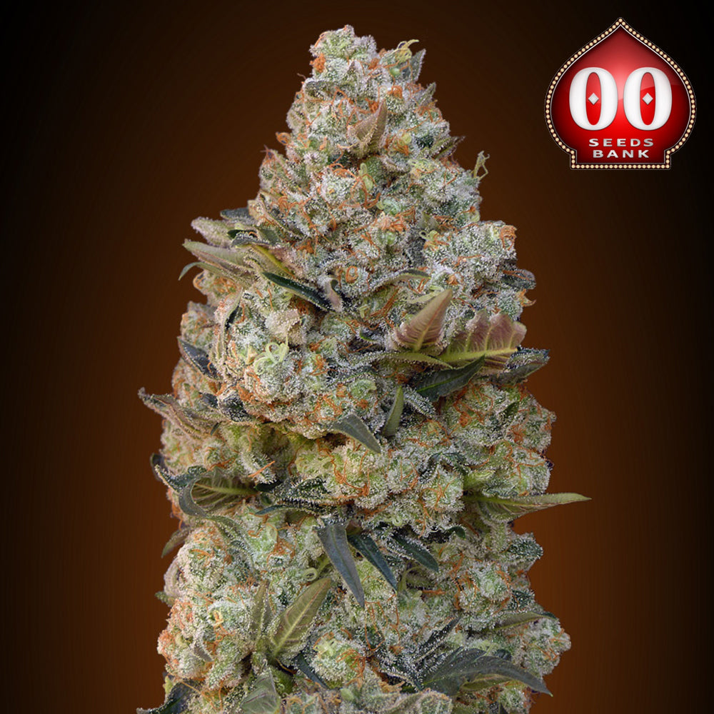 00 Seeds - Chocolate Skunk - Cannabis Seeds – UK Skunkworks