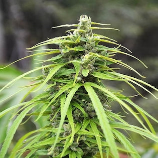 The Real Seed Company - Johaar - Cannabis Seeds – UK Skunkworks