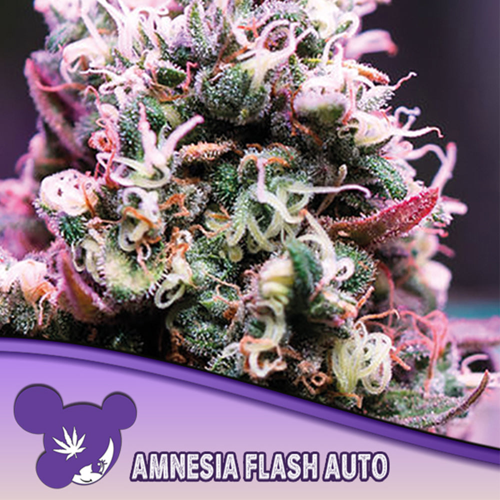Anesia Seeds - Amnesia Flash Auto - Cannabis Seeds – UK Skunkworks