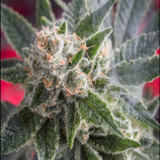 Homegrown Natural Wonders - Frost Boss - Cannabis Seeds – UK Skunkworks