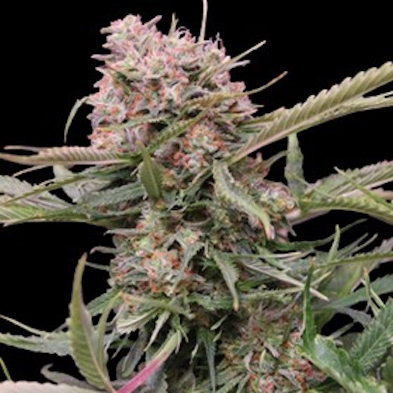 G13 Labs - Gigabud - Cannabis Seeds – UK Skunkworks
