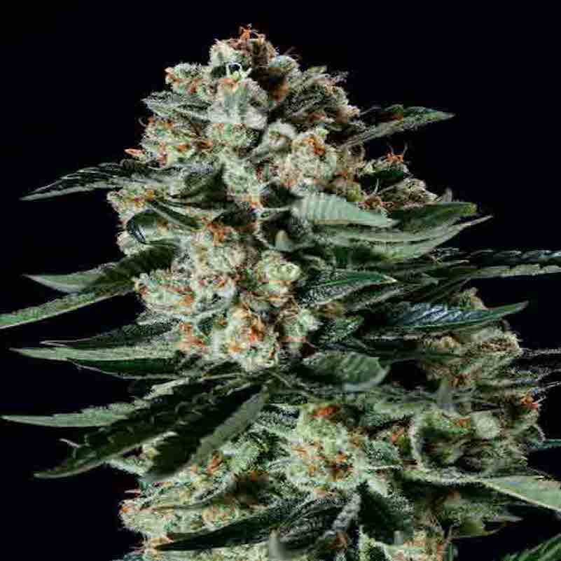 Super CBDx - Matanuska Thunderfuck x SCBDX - Cannabis Seeds – UK Skunkworks