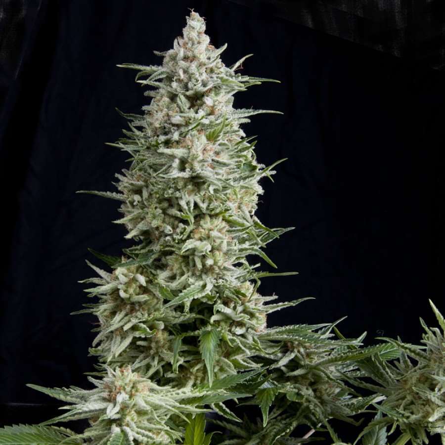 Pyramid Seeds - Amnesia Gold - Cannabis Seeds – UK Skunkworks