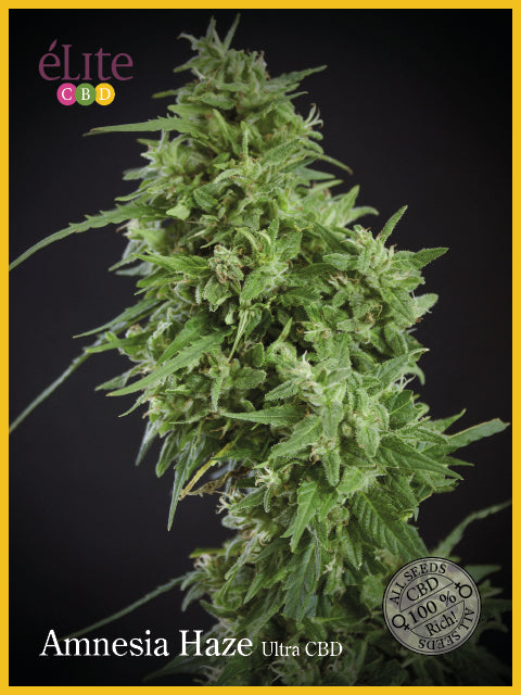 Elite Seeds - Amnesia Haze Ultra CBD - Cannabis Seeds – UK Skunkworks