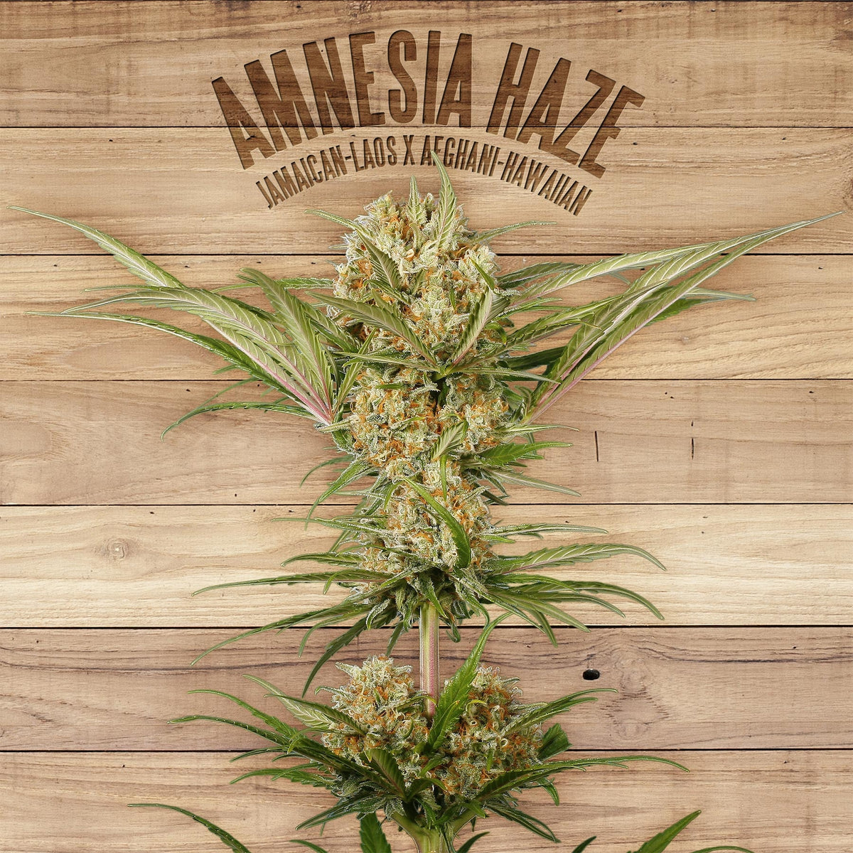 The Plant - Amnesia Haze - Cannabis Seeds – UK Skunkworks
