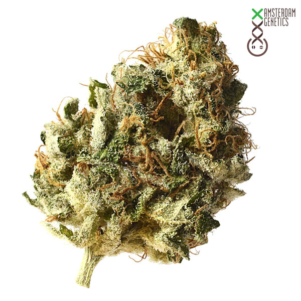 Amsterdam Genetics - Kosher Choco Kush - Cannabis Seeds – UK Skunkworks