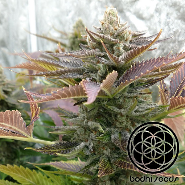 Bodhi Seeds - Black Raspberry - Cannabis Seeds – UK Skunkworks