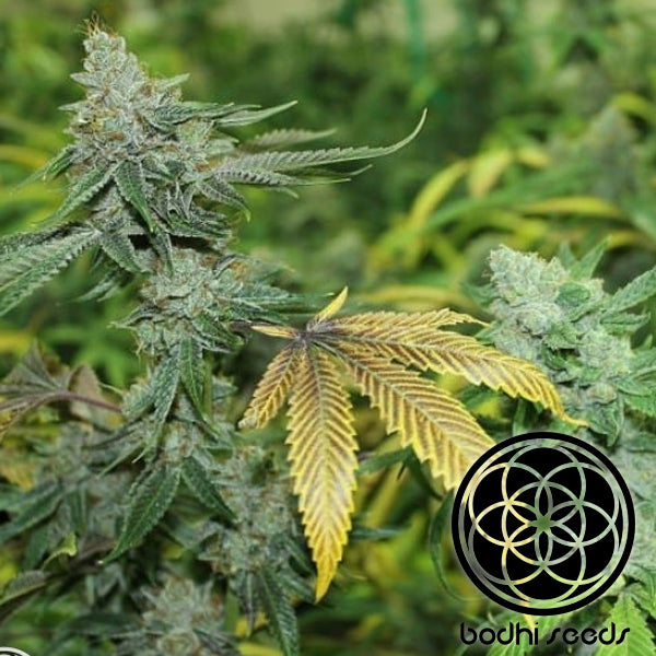 Bodhi Seeds - Black Triangle - Cannabis Seeds – UK Skunkworks