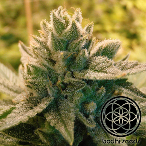 Bodhi Seeds - Goji OG - Cannabis Seeds – UK Skunkworks