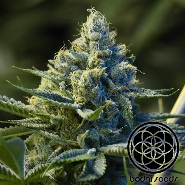 Bodhi Seeds - Love Triangle - Cannabis Seeds – UK Skunkworks