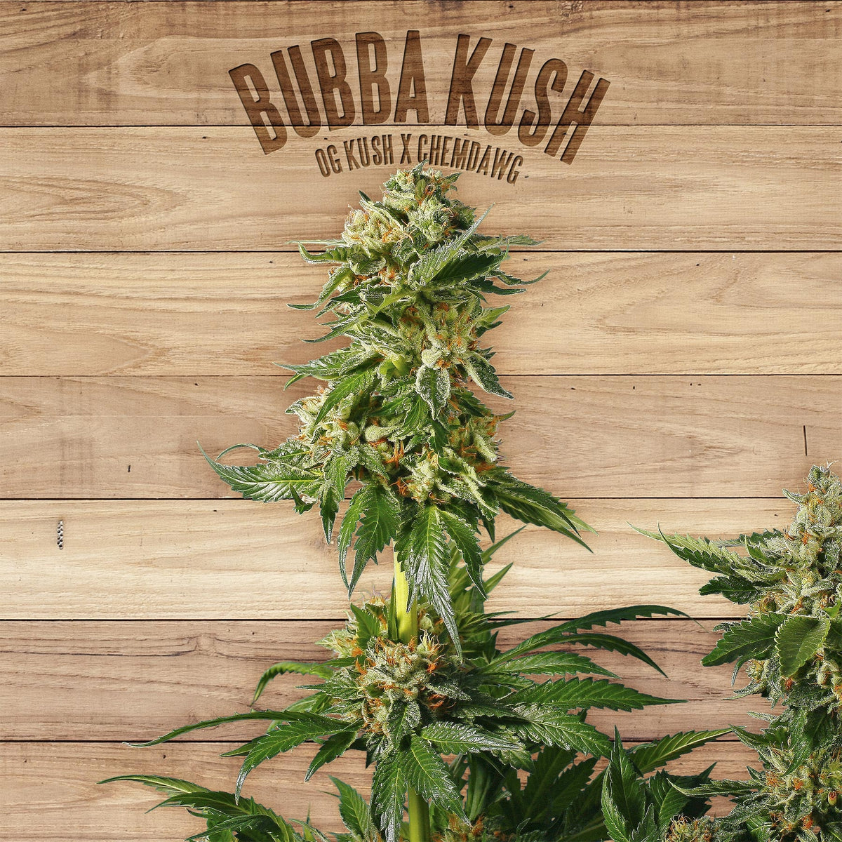 The Plant - Bubba Kush - Cannabis Seeds – UK Skunkworks
