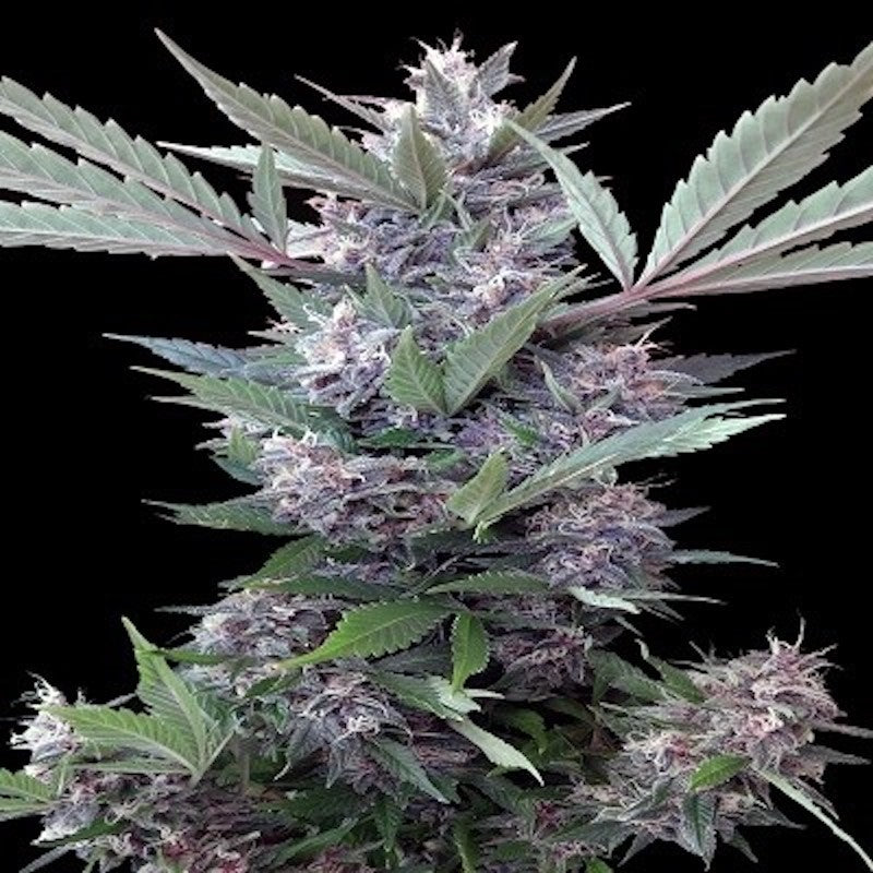 Ace Seeds - Bubba Kush x PCK - Cannabis Seeds – UK Skunkworks