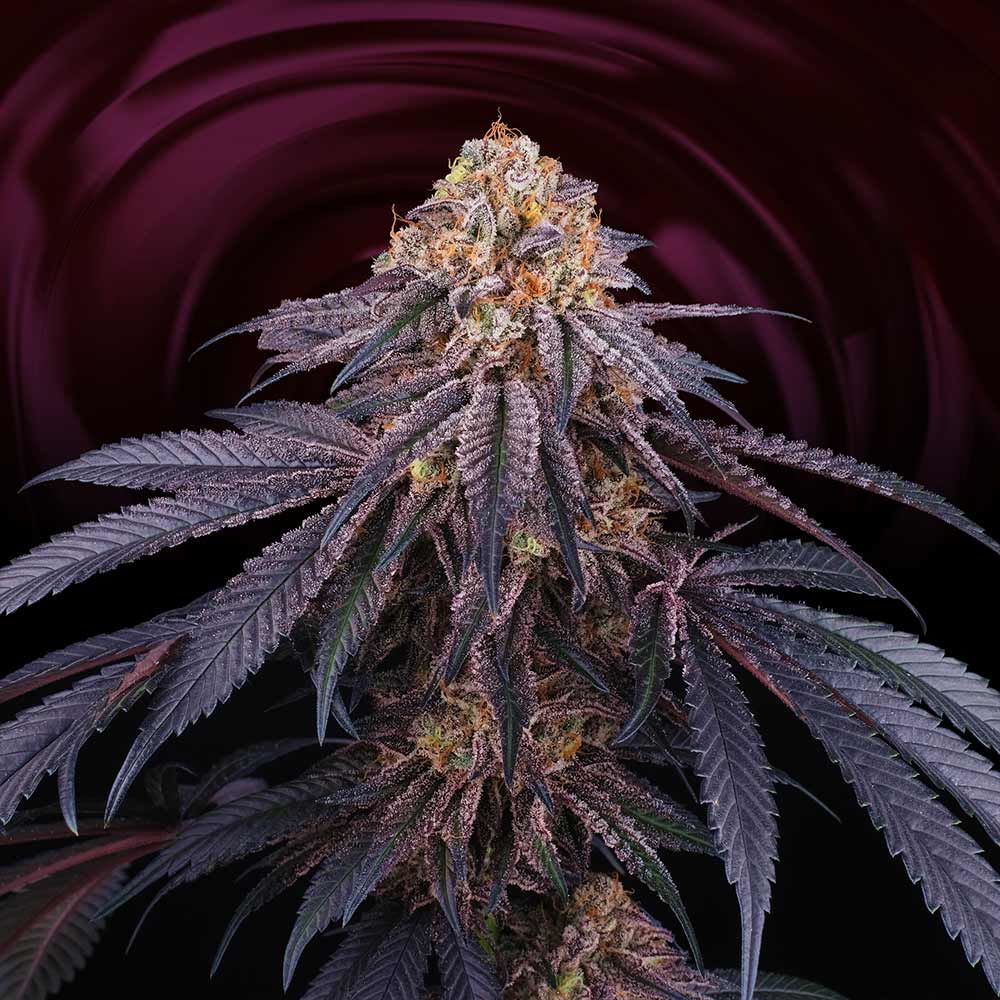 Perfect Tree Seeds - Chantilly - Cannabis Seeds – UK Skunkworks