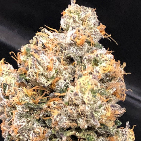 Dank Genetics - Dankalato - Cannabis Seeds – UK Skunkworks