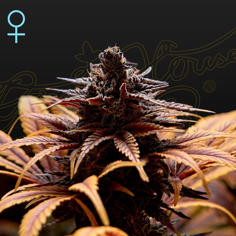 Greenhouse Seed Co. - Deep Candy (CBD) - Cannabis Seeds – UK Skunkworks