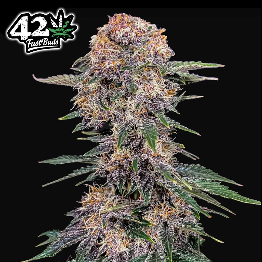 FastBuds Seeds - Cherry Cola Auto - Cannabis Seeds – UK Skunkworks