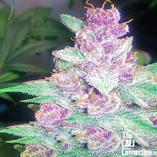 Cali Connection - Grape Kush - Cannabis Seeds – UK Skunkworks