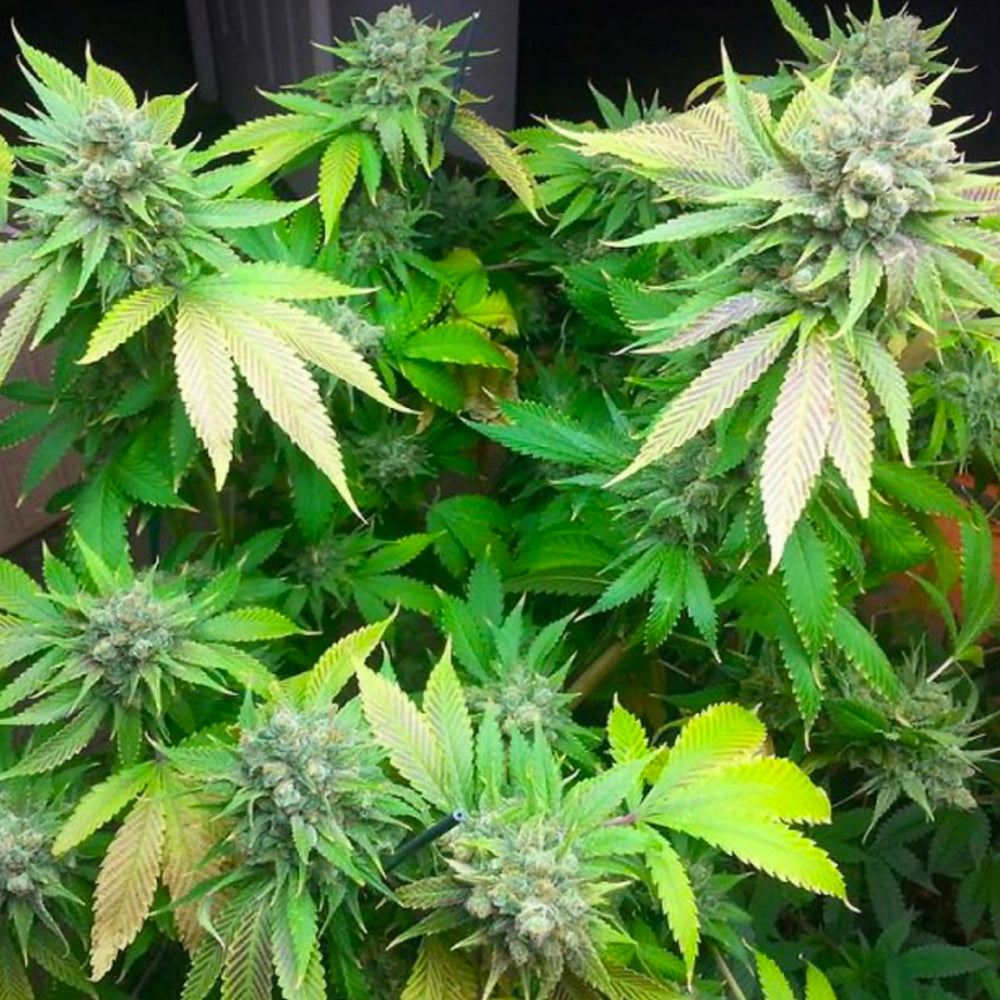 HortiLab - Sour Pink Grapefruit - Cannabis Seeds – UK Skunkworks