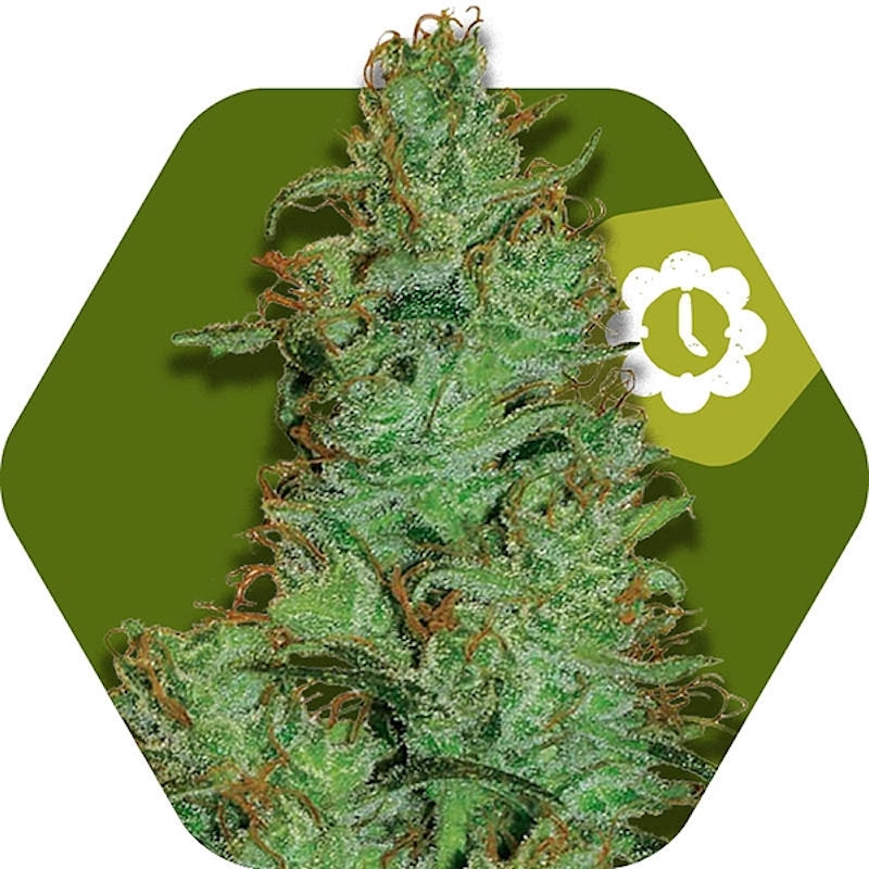 Zambeza Seeds - Jack the Ripper Auto - Cannabis Seeds – UK Skunkworks