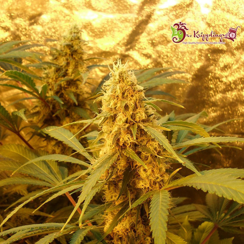 Dr Krippling Seeds - Jack Mist Tree - Cannabis Seeds – UK Skunkworks