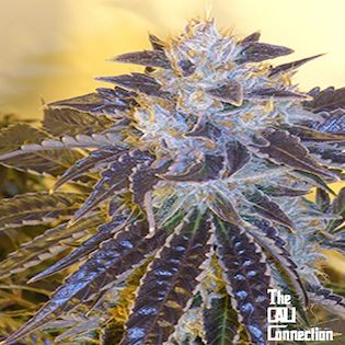 Cali Connection - Larry OG Kush - Cannabis Seeds – UK Skunkworks