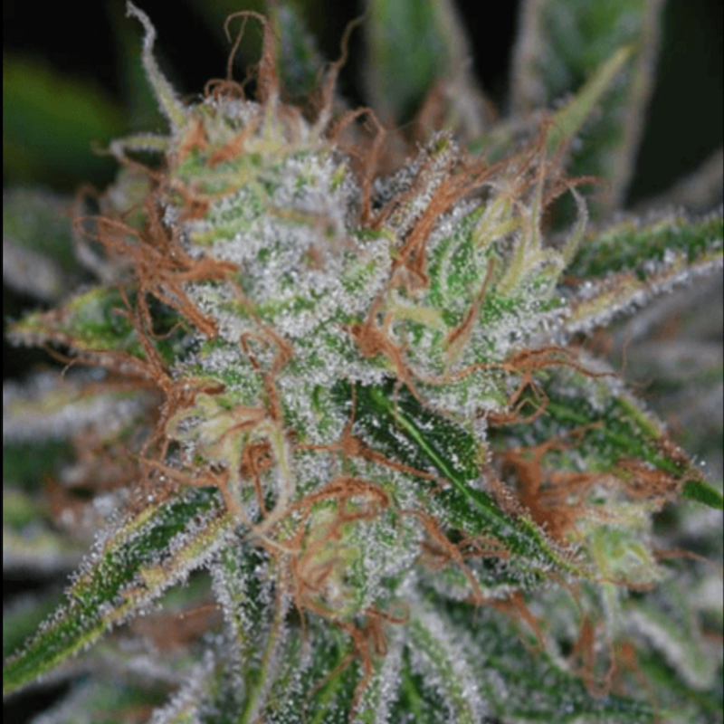 Subcool Seeds/TGA Genetics - Pandora's Box - Cannabis Seeds – UK Skunkworks
