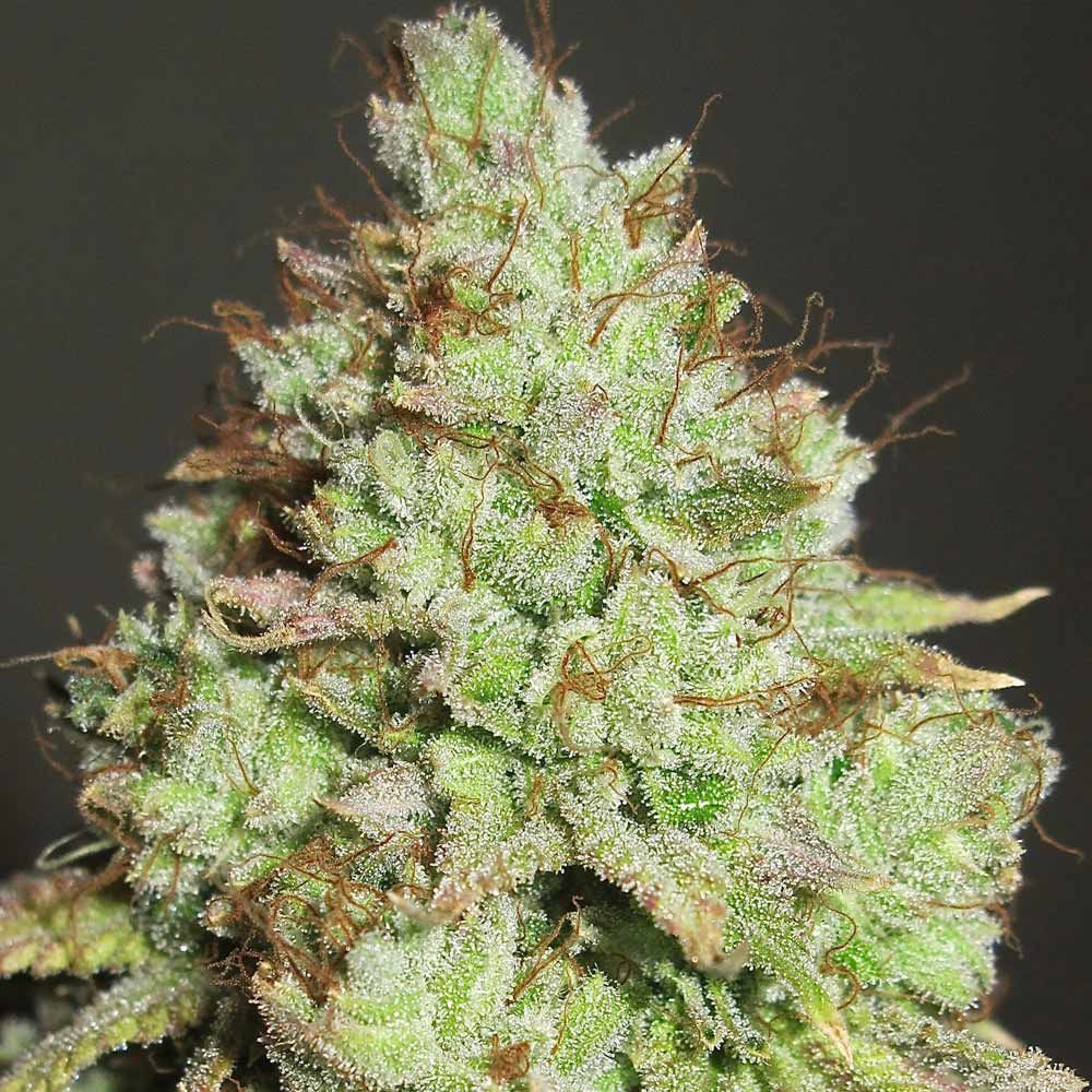 Ultra Genetics - Pornstar Martini - Cannabis Seeds – UK Skunkworks