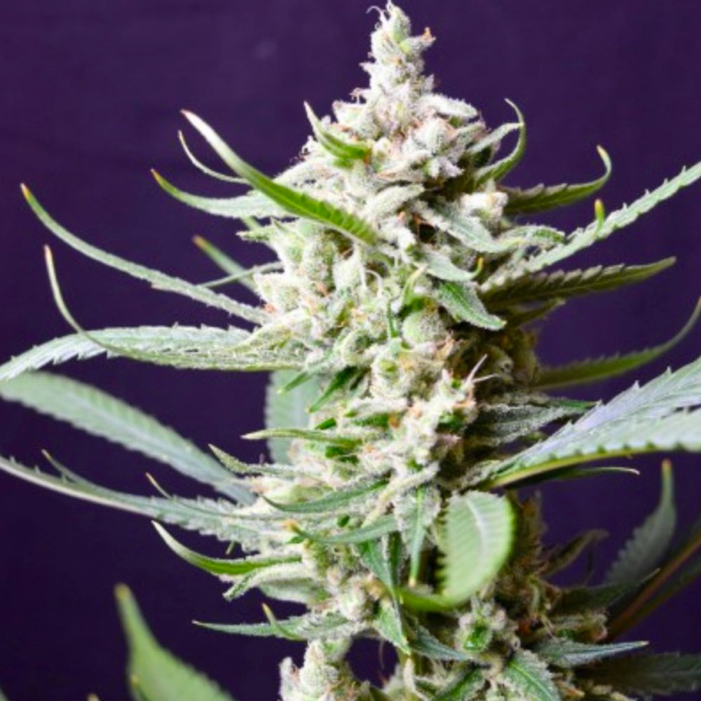 Pot Valley Seeds - Sunset Flame - Cannabis Seeds – UK Skunkworks