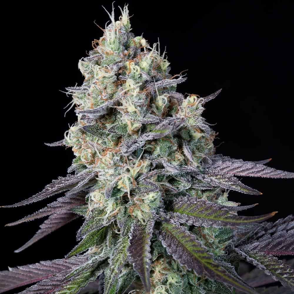 Paradise Seeds - Purple Mints - Cannabis Seeds – UK Skunkworks