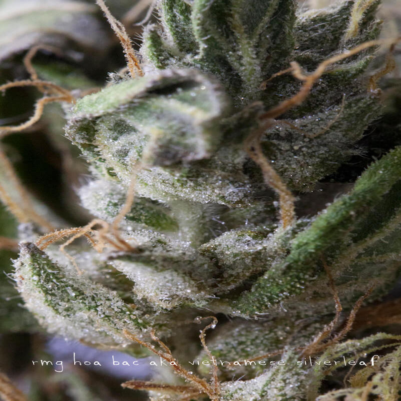 Reeferman - Hoa Bac Silver Flower - Cannabis Seeds – UK Skunkworks