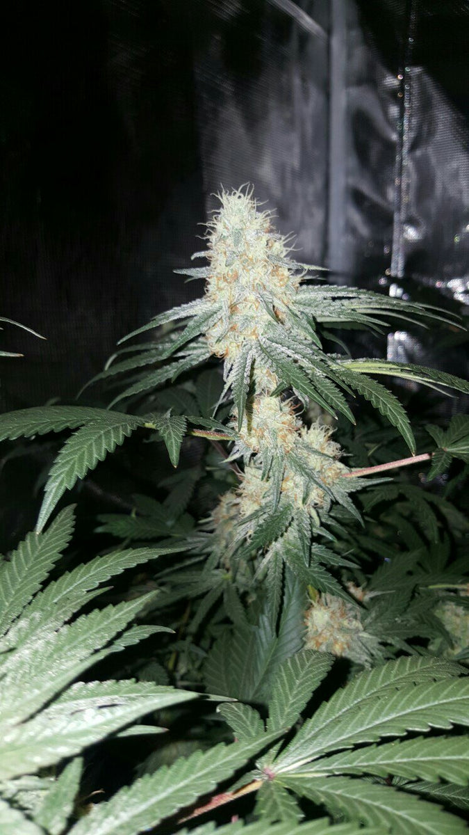 Mephisto Genetics - Skywalker Auto - Cannabis Seeds – UK Skunkworks
