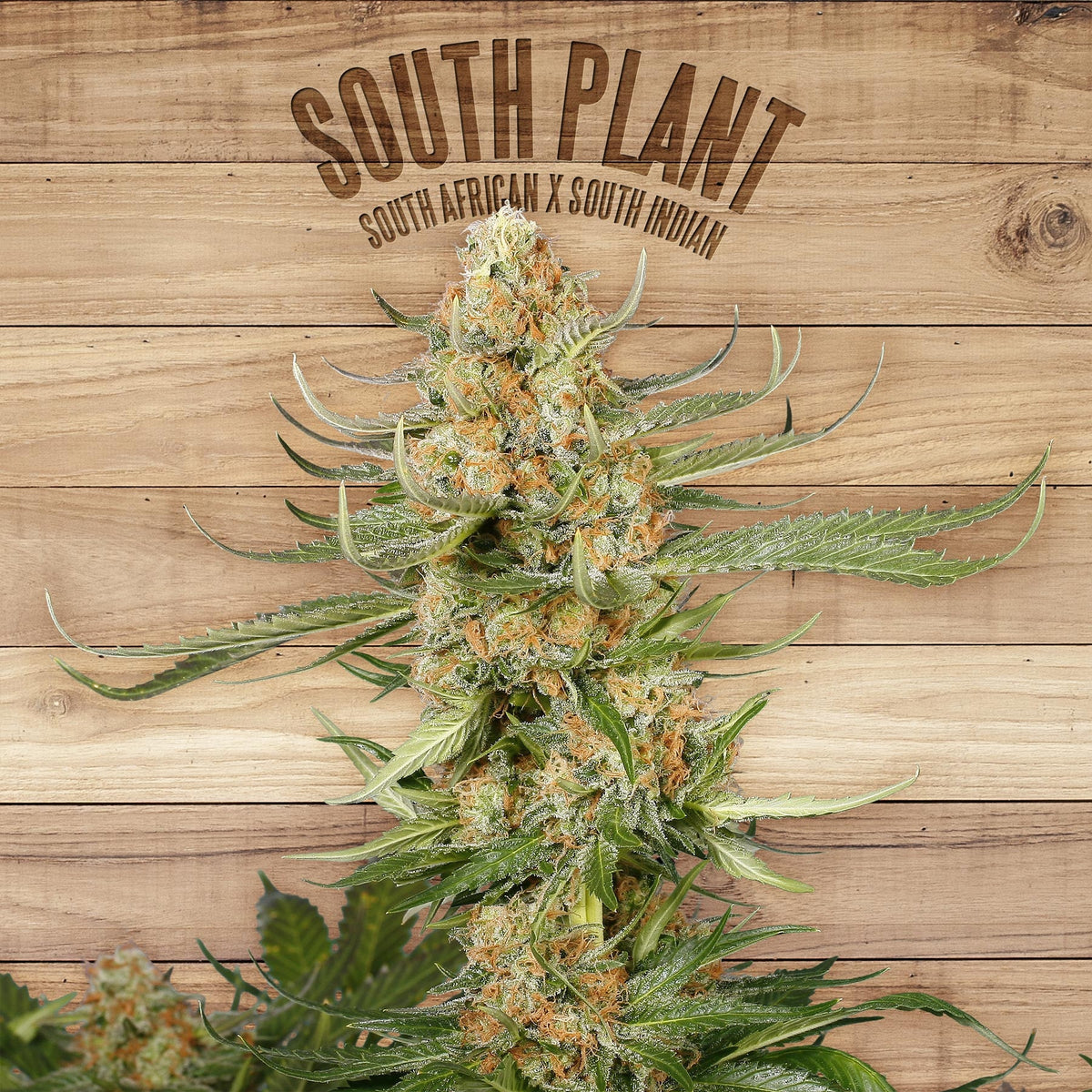 The Plant - South Plant - Cannabis Seeds – UK Skunkworks